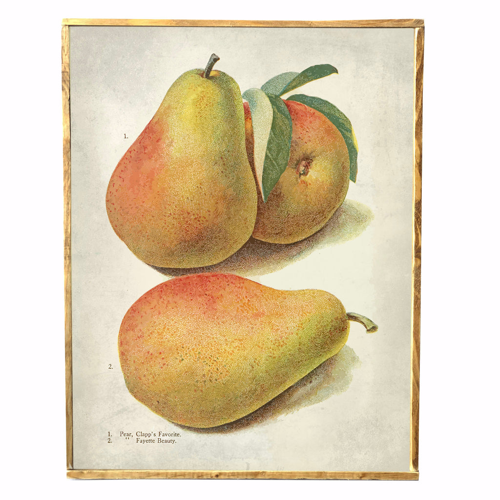 Pear Fruit \\ Vintage Style Framed Print – Graphically Speaking Design