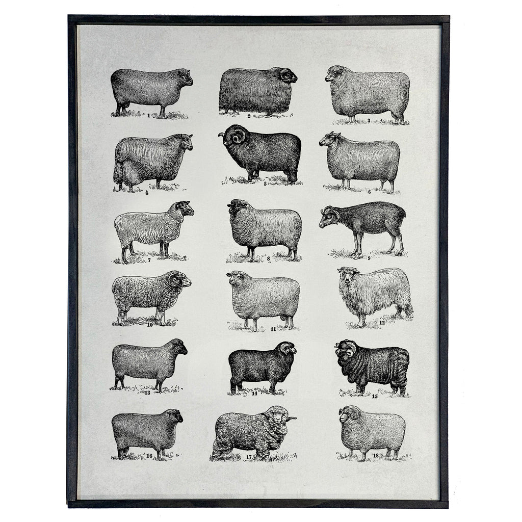 Sheep Chart \\ Vintage Style Framed Print – Graphically Speaking Design
